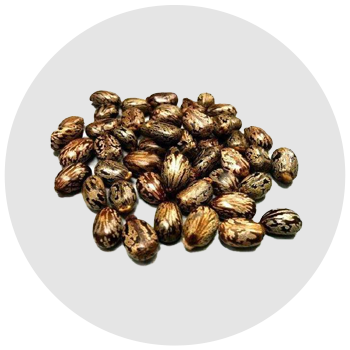 The Organic Forest - Personal Care, Health and Wellness